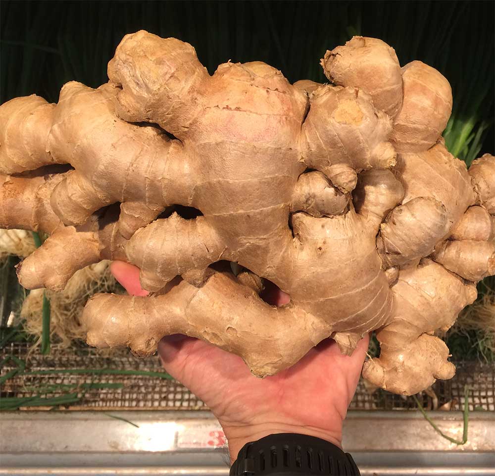 About Ginger | Fooducate