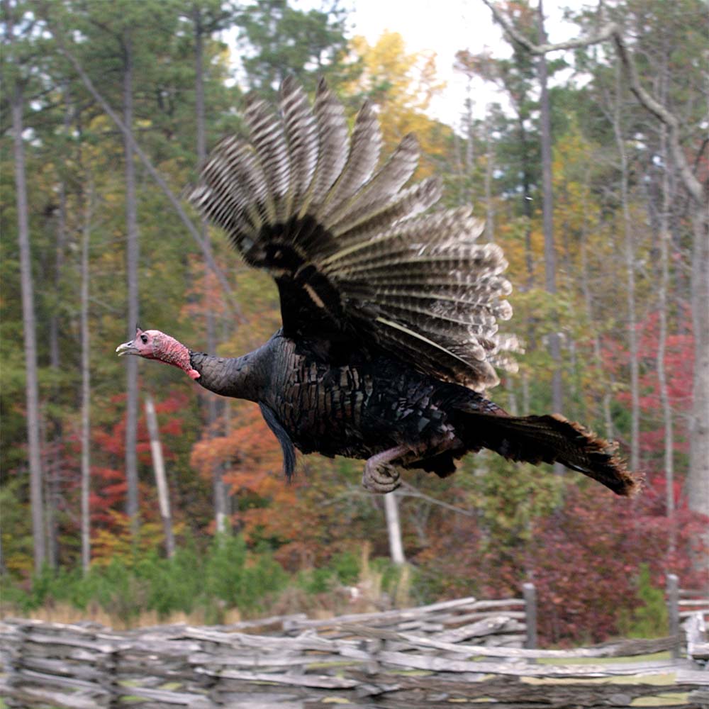 Wild Turkeys Can Fly + other Thanksgiving Turkey Trivia | Fooducate