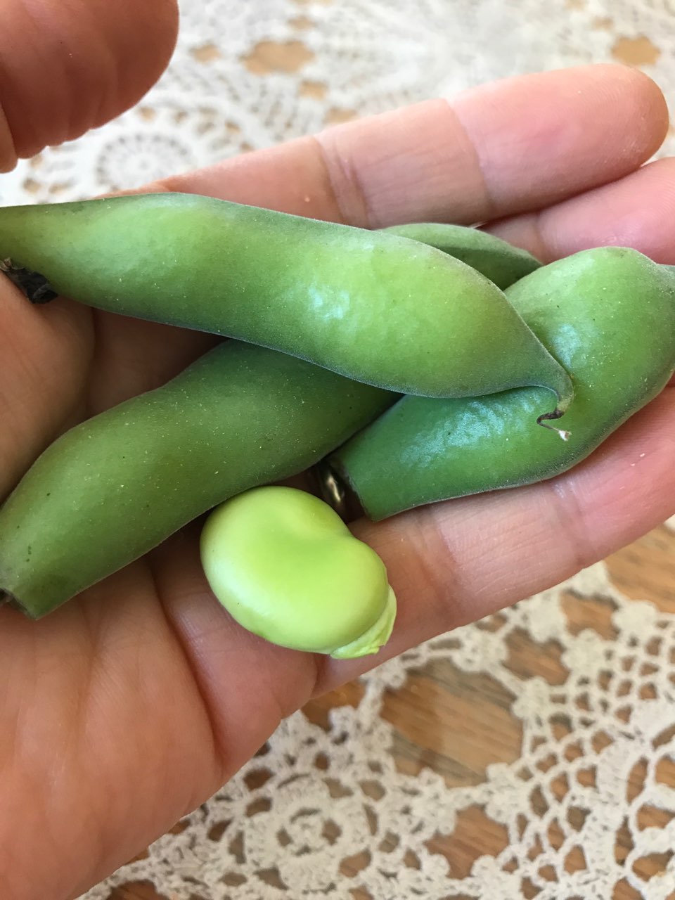 Who else likes fava beans? I eat it raw or cooked. They are nutrients ...
