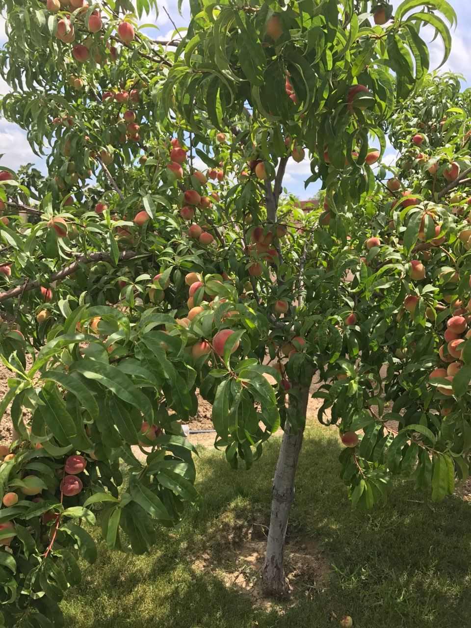 Peak Peach | Fooducate