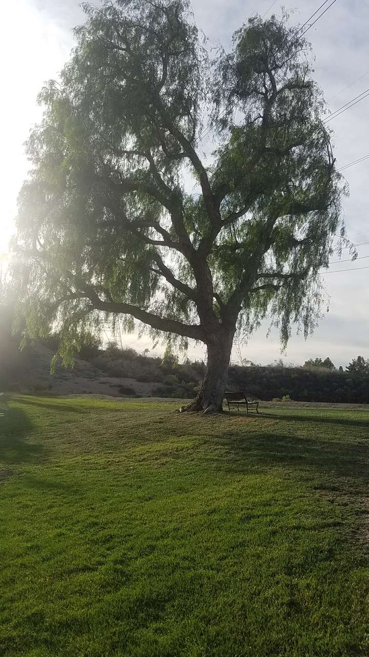 Day 3: Something green. I did not take this picture, but I like it a ...