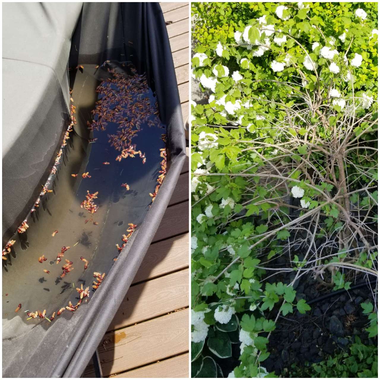 I had 10 huge pockets of rain water I wanted to repurpose for watering ...