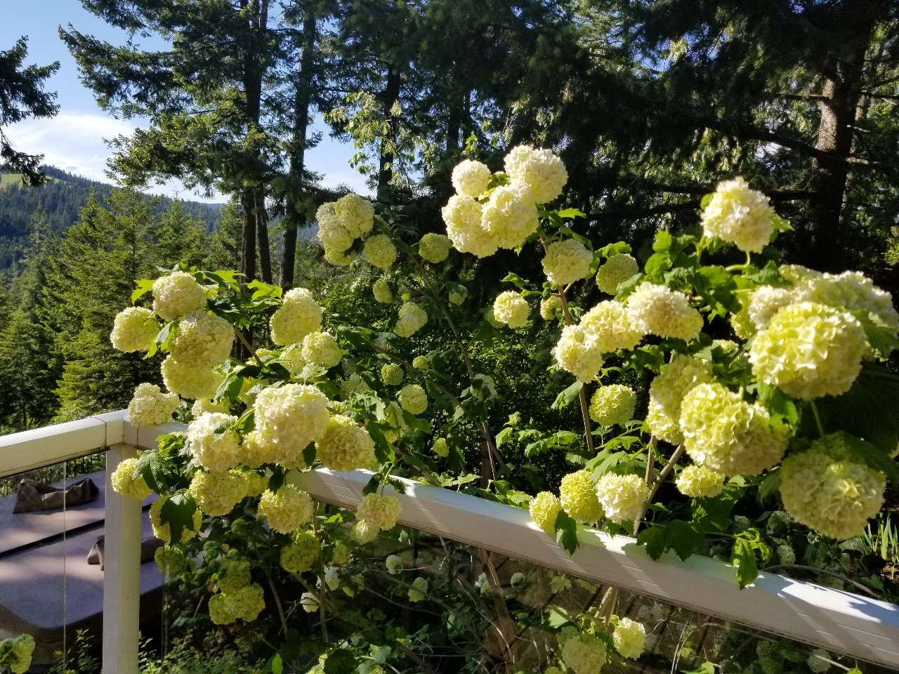 I had 10 huge pockets of rain water I wanted to repurpose for watering ...