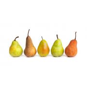 Pear, Angelys: Calories, Nutrition Analysis & More | Fooducate